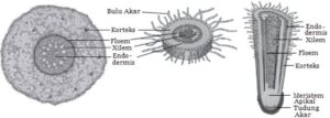 Xilem dan Floem: Pengertian, Perbedaan, Letak, Tipe
